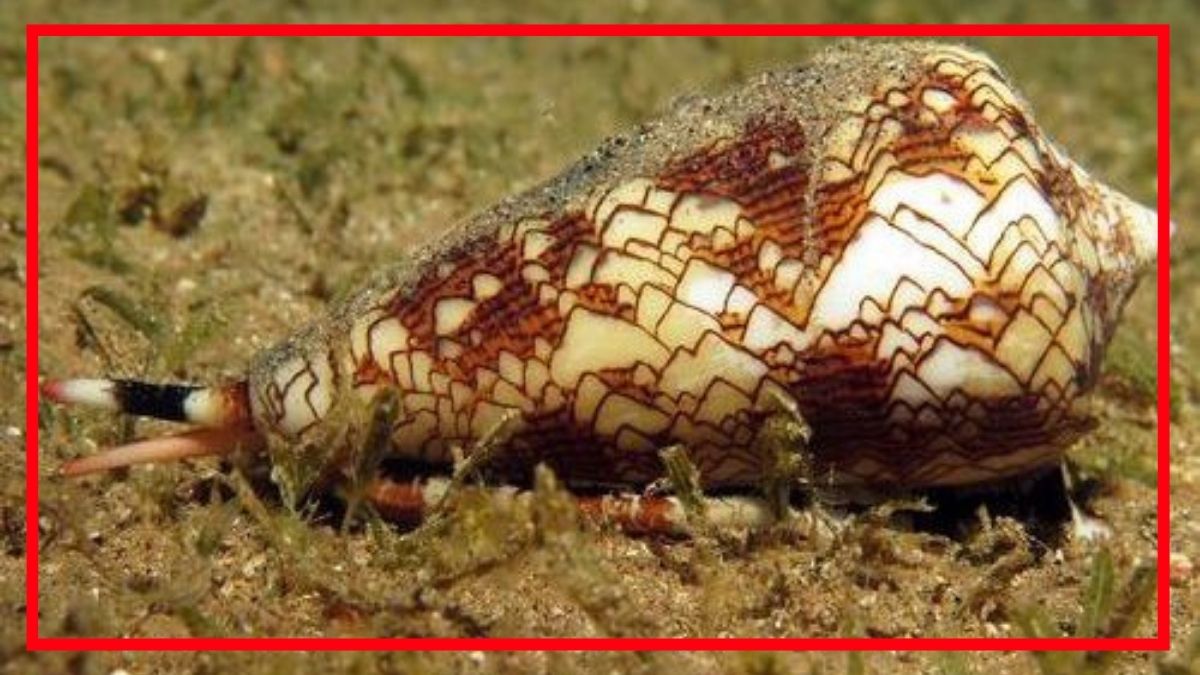 4 Hidupan Laut Berbahaya Ini Boleh Membunuh Tanpa Rasa Sakit